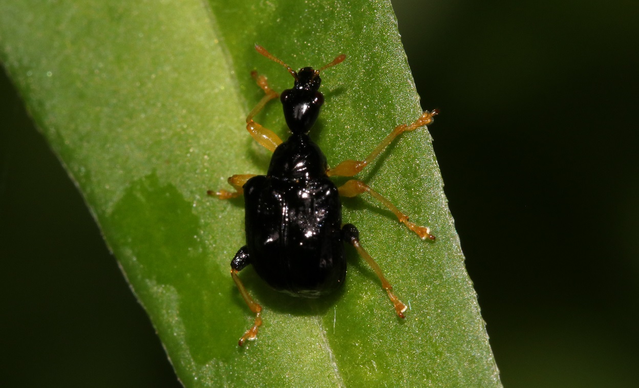 ヒメクロオトシブミ 【No.1206】｜WEB生物図鑑（昆虫）