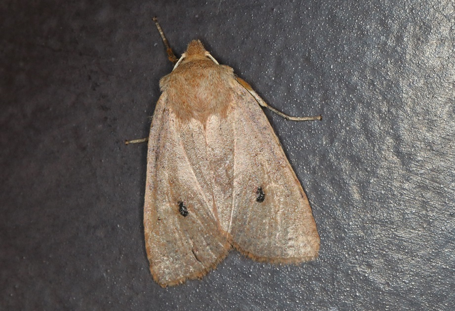 クロテンキリガ 【No.1709】｜WEB生物図鑑（昆虫）