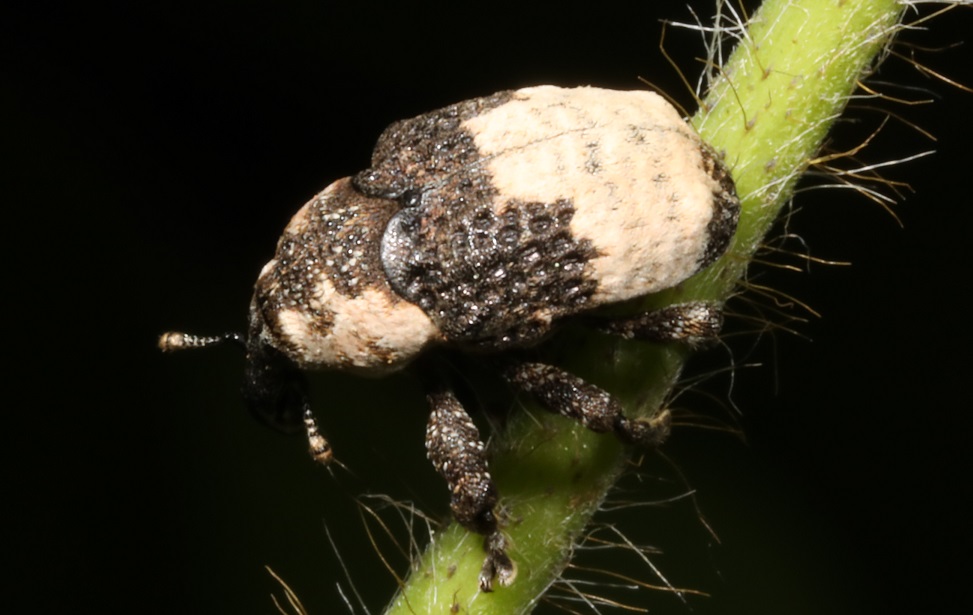 オジロアシナガゾウムシ 【No.1552】｜WEB生物図鑑（昆虫）