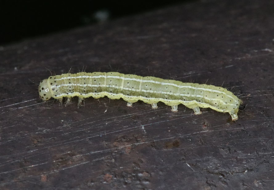 クロテンキリガ 【No.1709】｜WEB生物図鑑（昆虫）