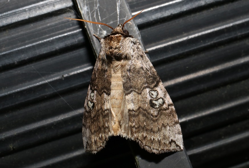 ホソトガリバ 【No.1427】｜WEB生物図鑑（昆虫）