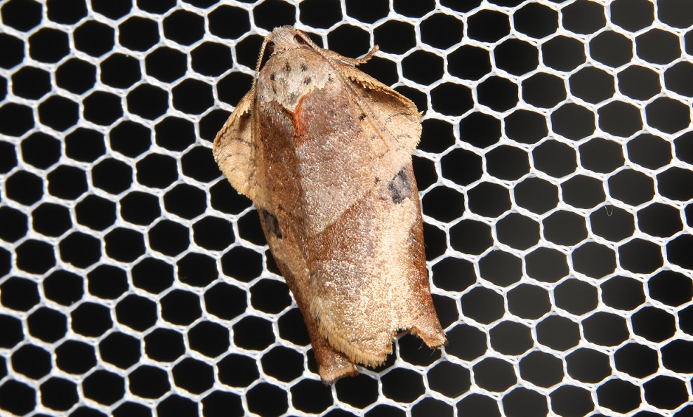 チャハマキ【No.1595】｜WEB生物図鑑（昆虫）