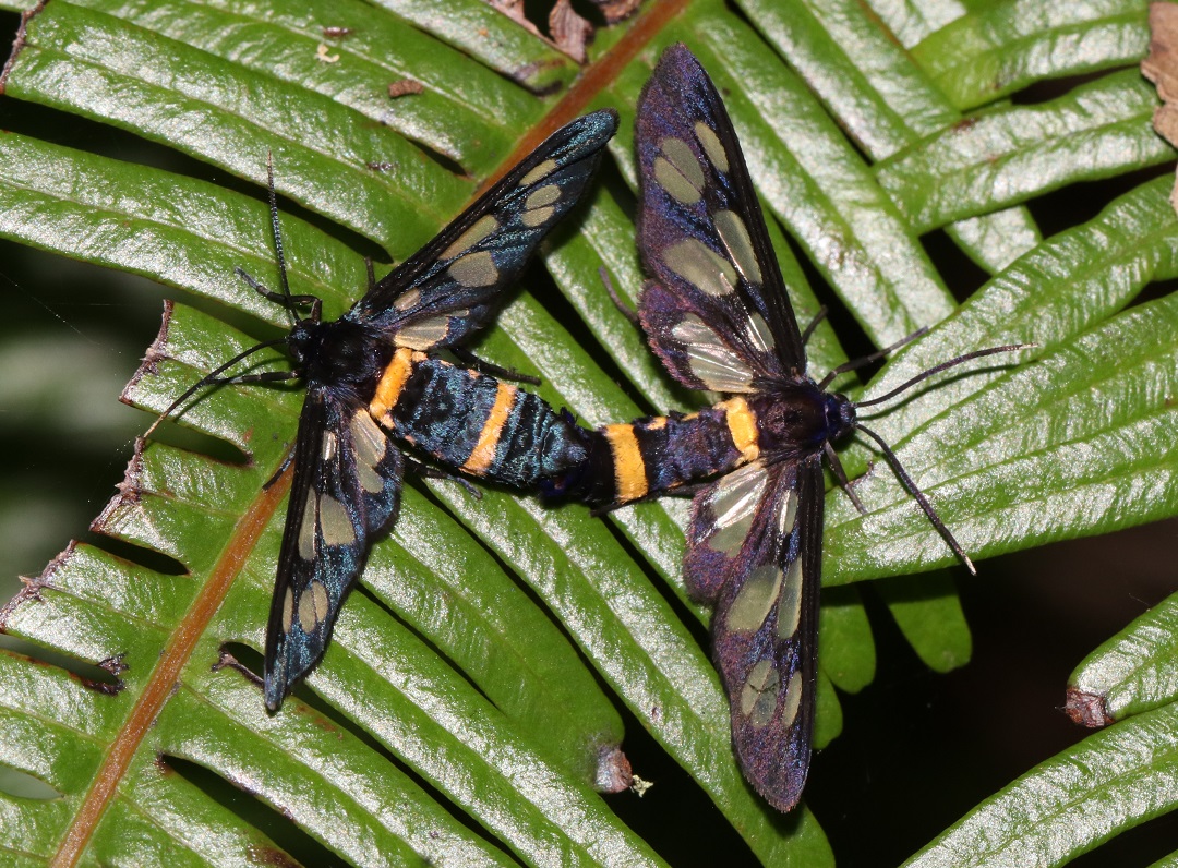 カノコガ【No.204】｜WEB生物図鑑（昆虫）