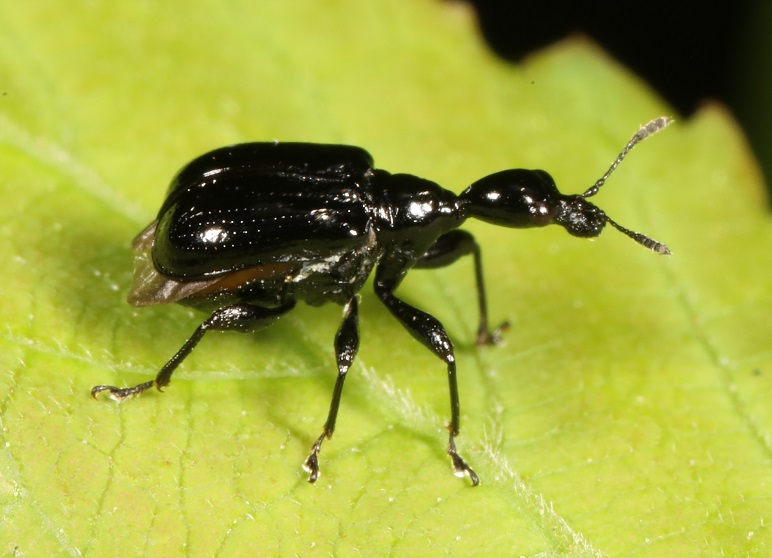 ヒメクロオトシブミ 【No.1206】｜WEB生物図鑑（昆虫）