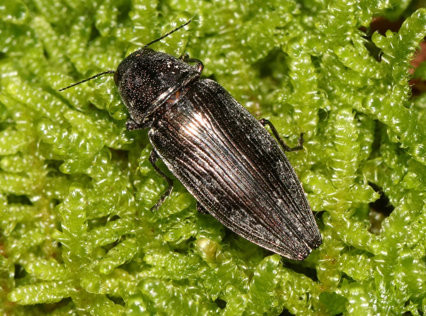 クロタマムシ【No.3123】｜WEB生物図鑑（昆虫）