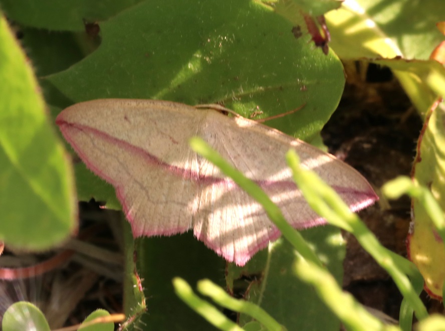 ベニスジヒメシャク【No.3233】｜WEB生物図鑑（昆虫）