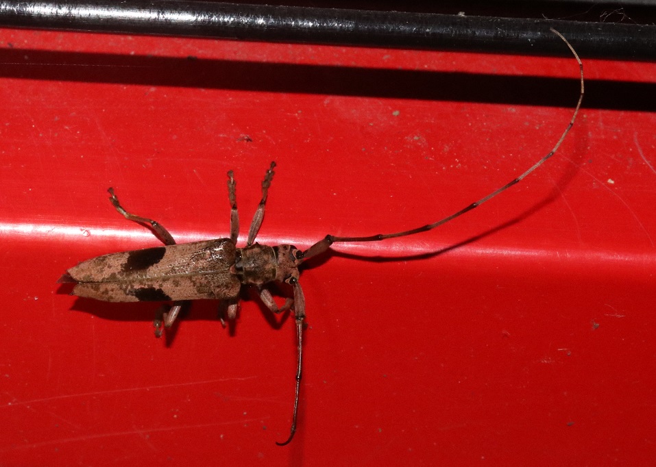 ヤハズカミキリ【No.1381】｜WEB生物図鑑（昆虫）